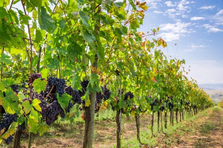 Tout savoir sur le vin bleu - Vignobles.net
